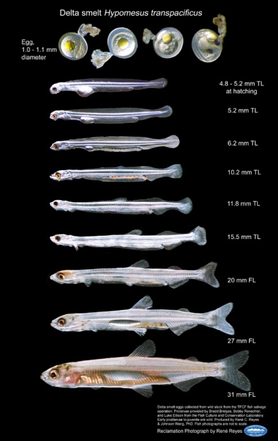 DFG Survey Shows Continued Collapse of Delta Fish | Environment/Nature ...